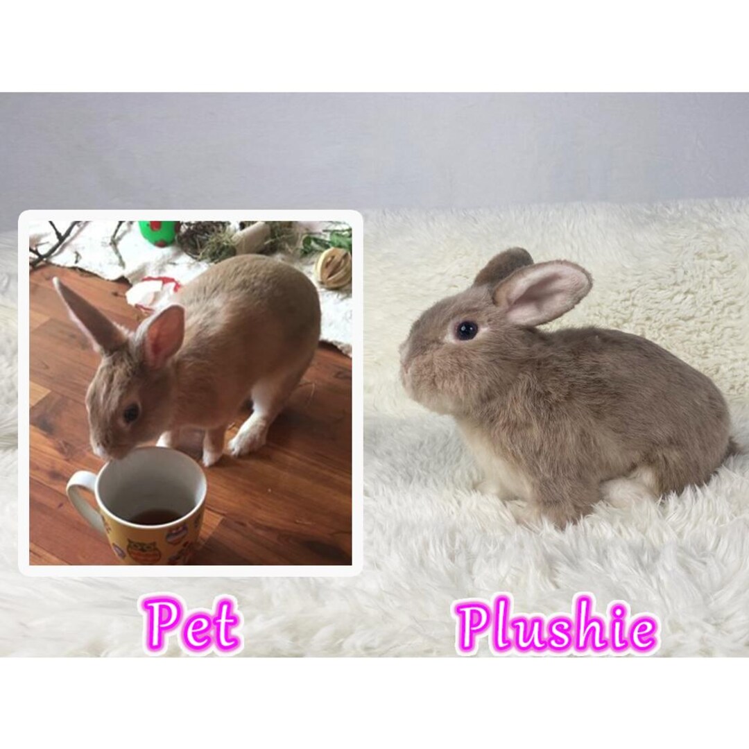 Custom Life Like Rabbit Plushie Clone - Etsy