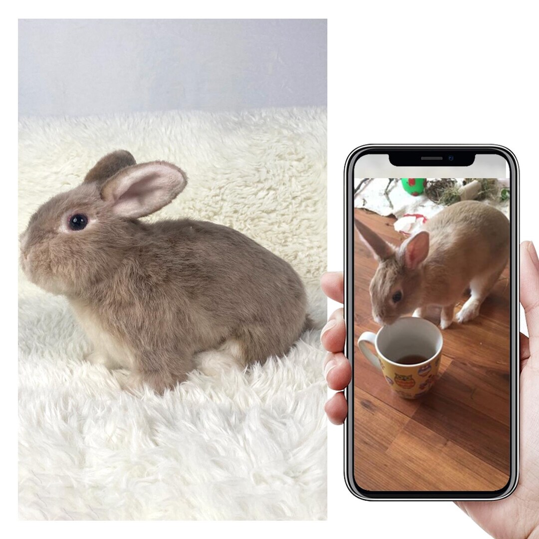 Custom Life Like Rabbit Plushie Clone - Etsy