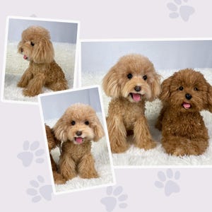 Custom Life Like Dog Plushie Clone - Etsy