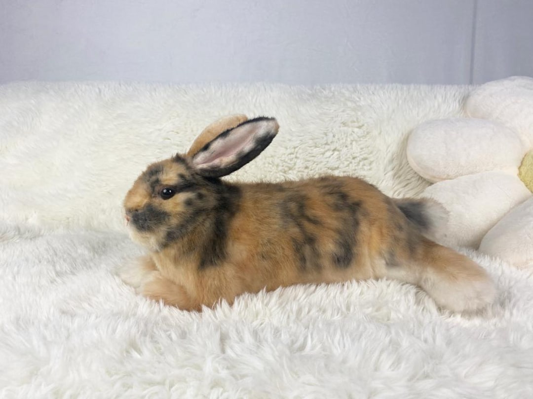 Custom Life Like Rabbit Plushie Clone - Etsy
