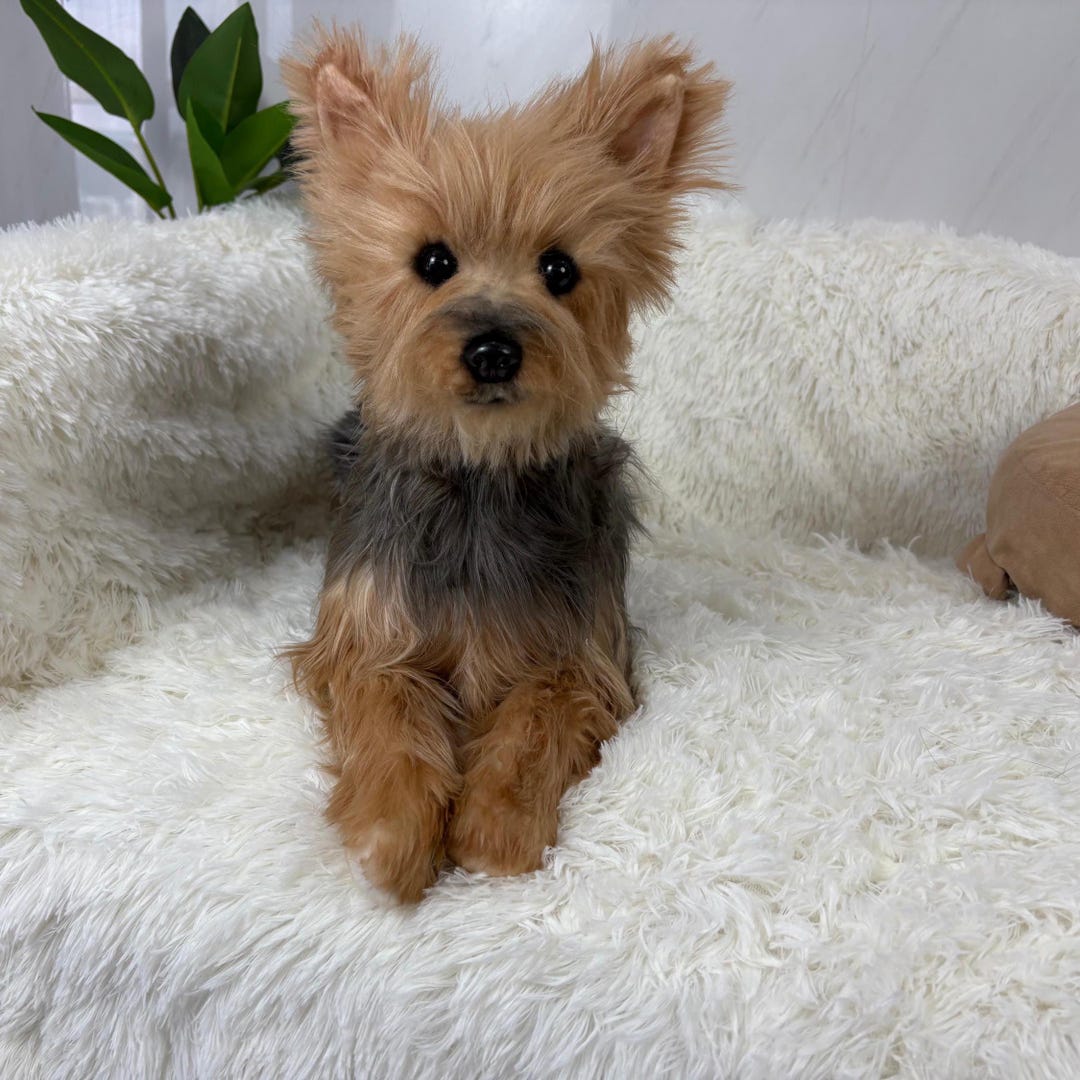 Custom Life Like Dog Plushie Clone - Etsy