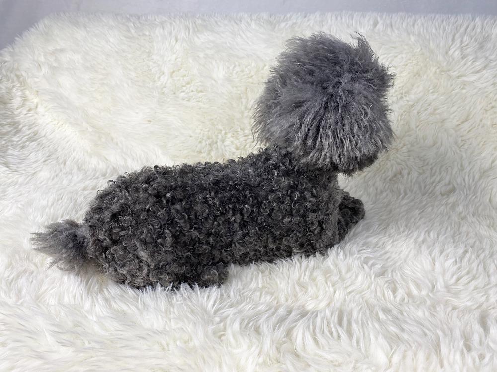 Custom Life Like Dog Plushie Clone - Etsy