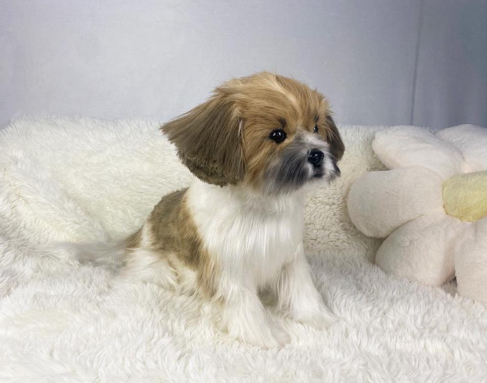 Custom Life Like Dog Plushie Clone - Etsy