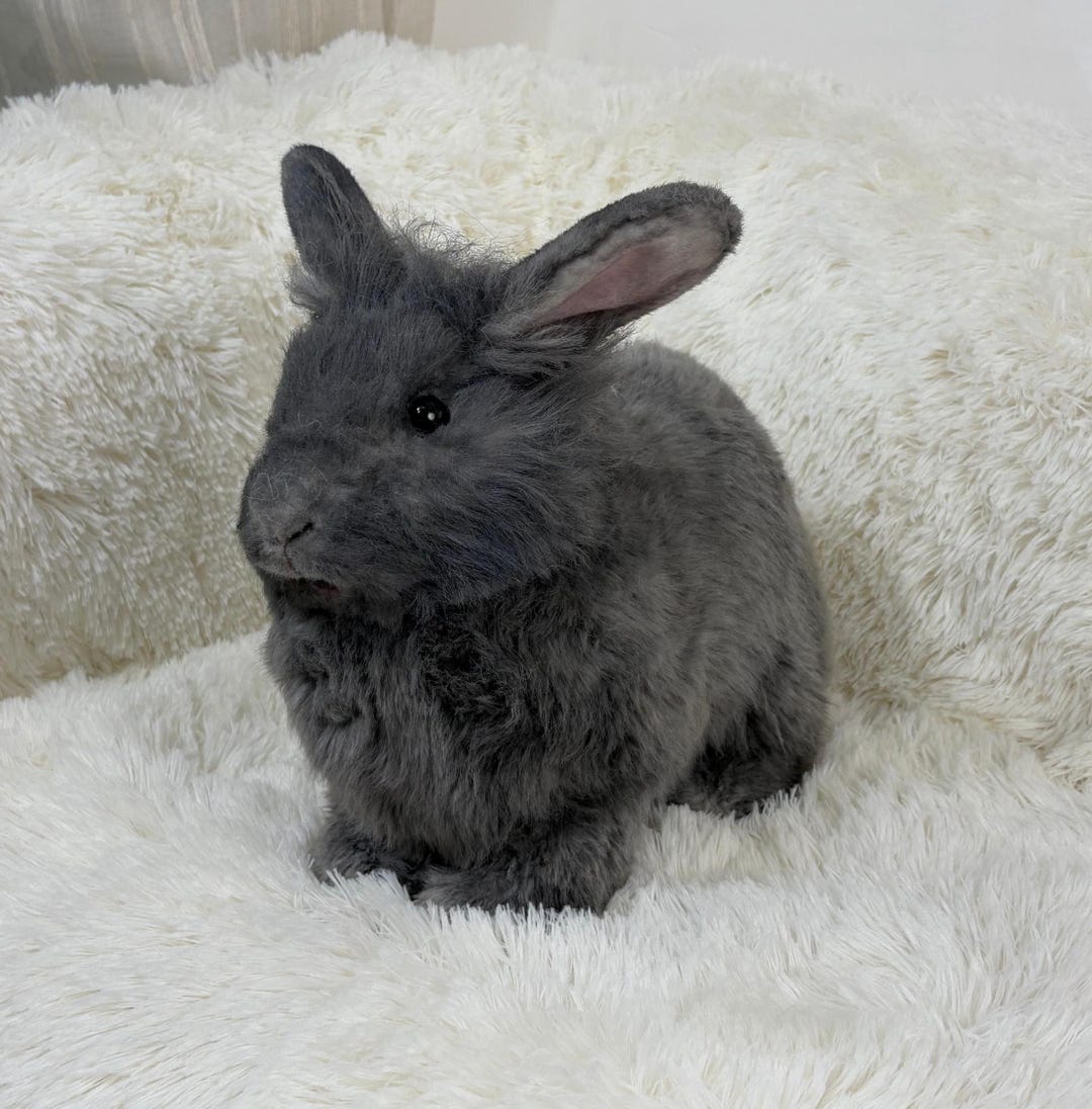 Custom Life Like Dog Plushie Clone - Etsy