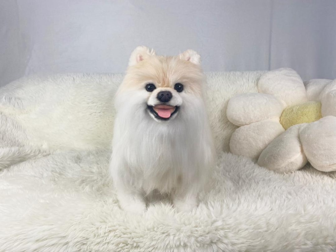 Custom Life Like Dog Plushie Clone - Etsy