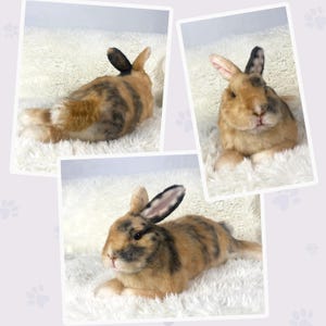 Custom Life Like Pet Plush, Personalized Rabbit Plush Clone - Etsy