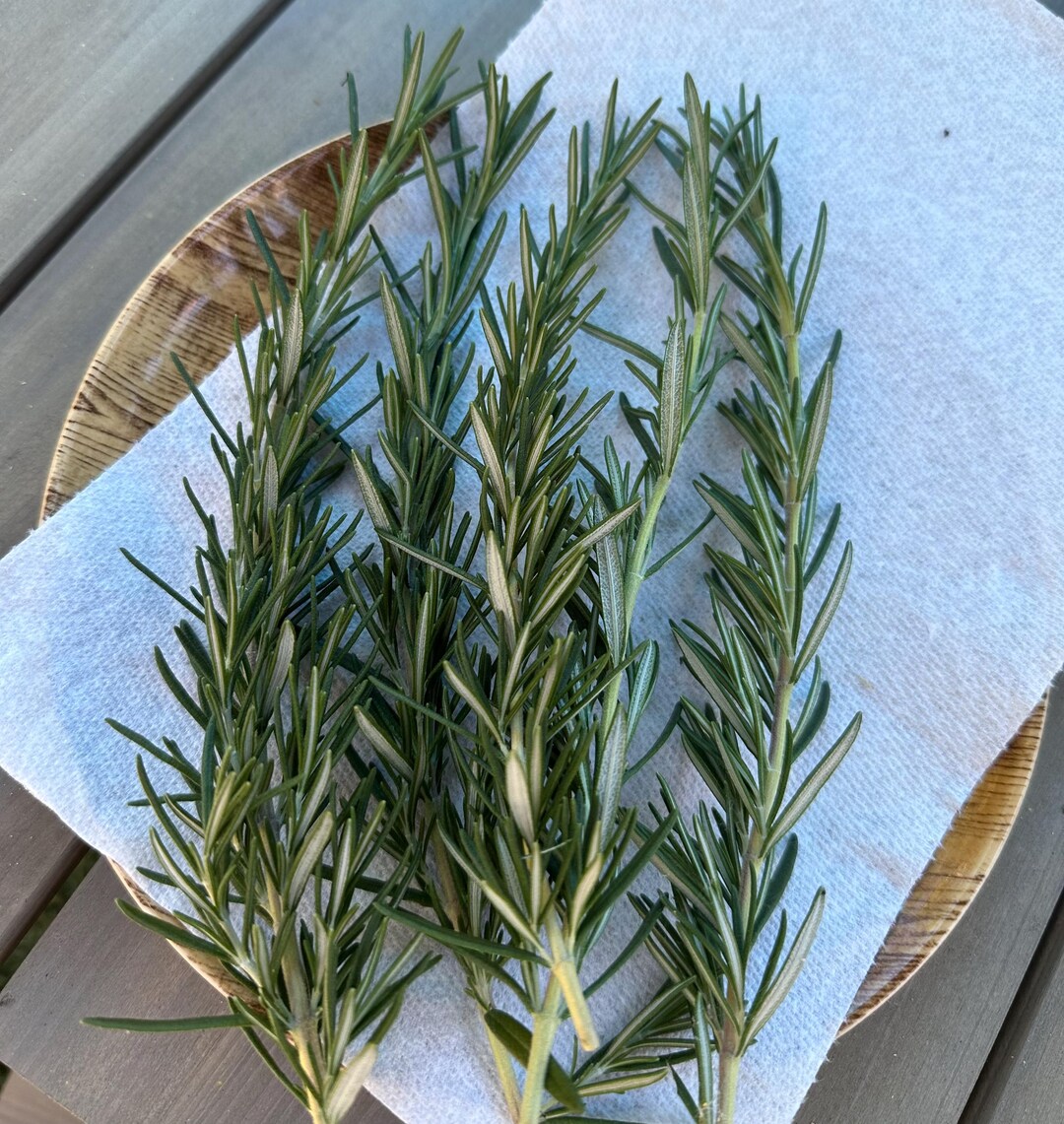 Garden Rosemary Stems: Freshly Picked & Dried - Etsy