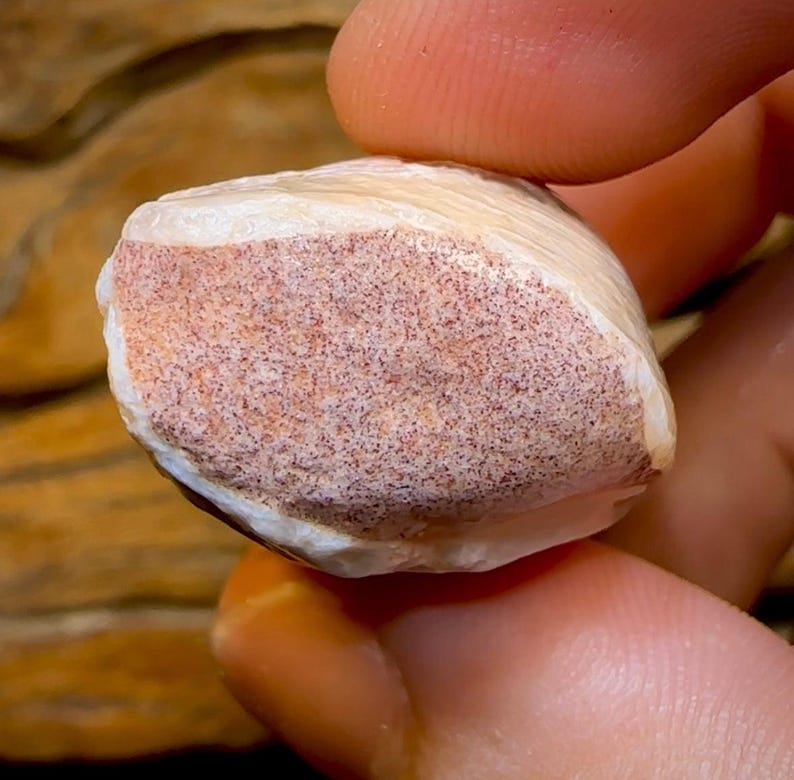 81.6cts - Opalised Fossil Mussel Shell Specimen From South Australia ...