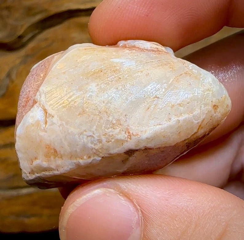 81.6cts - Opalised Fossil Mussel Shell Specimen From South Australia ...