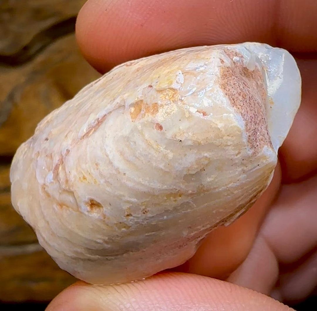 81.6cts - Opalised Fossil Mussel Shell Specimen From South Australia ...