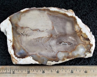 Washington Petrified Wood - Etsy