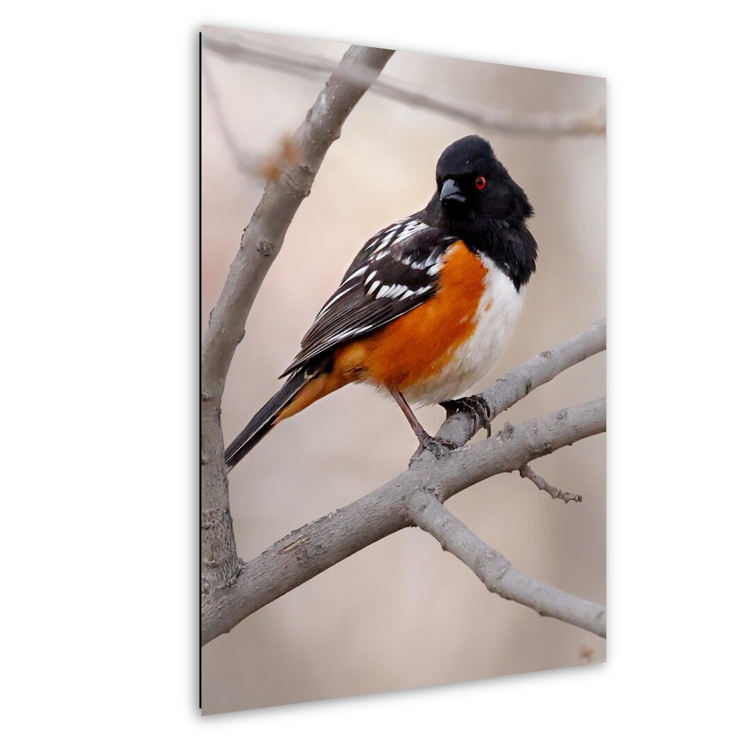 Spotted Towhee Wall Art, Bird Photography, Bird Photography Canvas ...