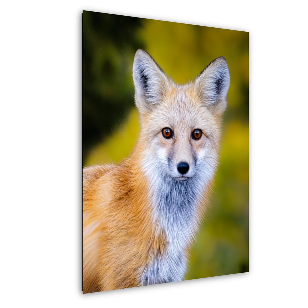 Fox Wall Art, Red Fox Wall Art, Colorado Wildlife Canvas, Colorado Red ...