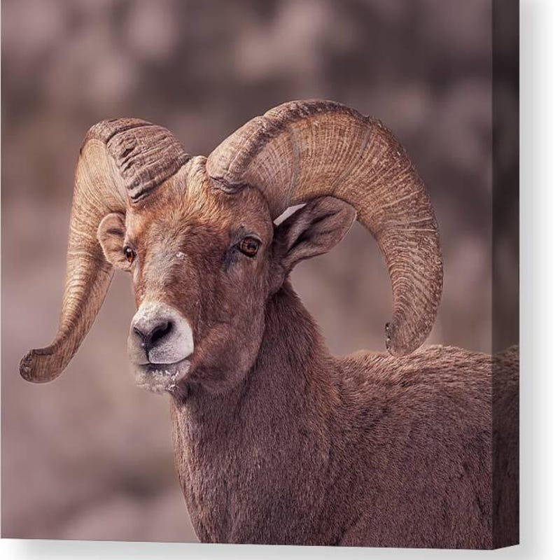 Colorado Big Horn Sheep - Etsy UK