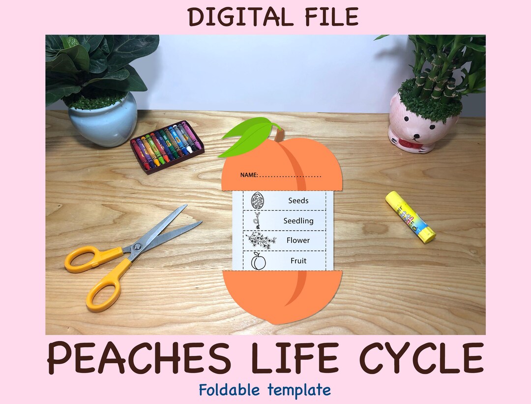Peaches Life Cycle , Learn About the Development of Peaches, Early Education for Babies, Kids ...