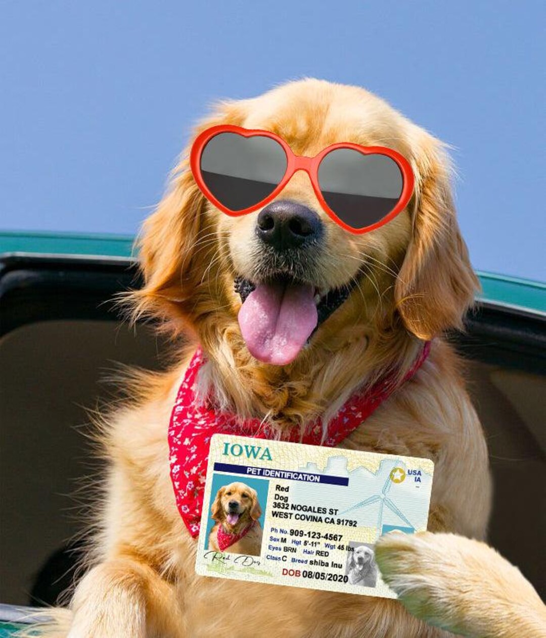 19 Pets Custiom Driver License ID Lowa - Etsy