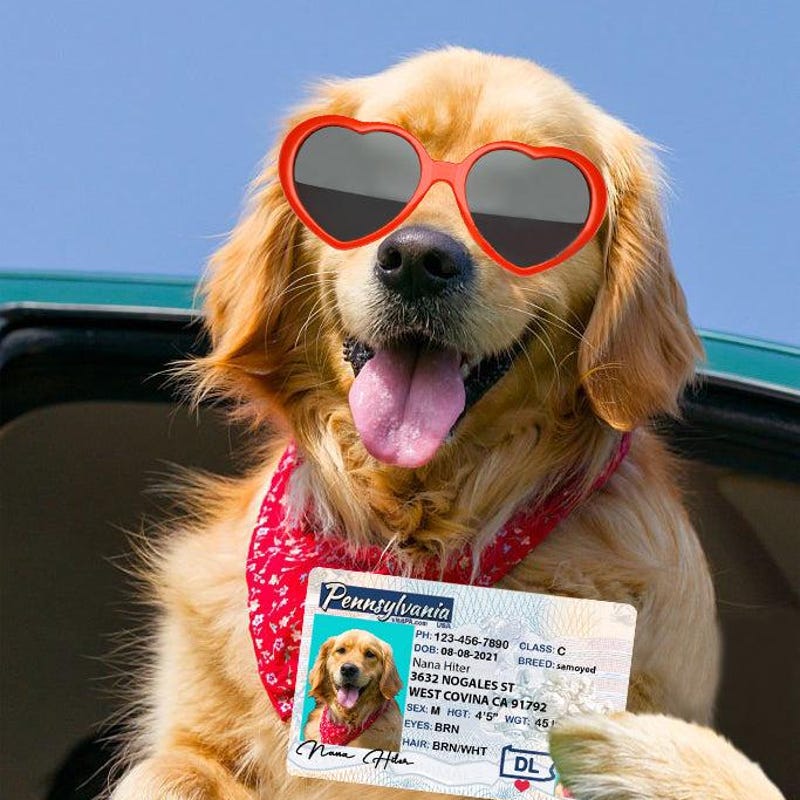 Dog Driver License - Etsy