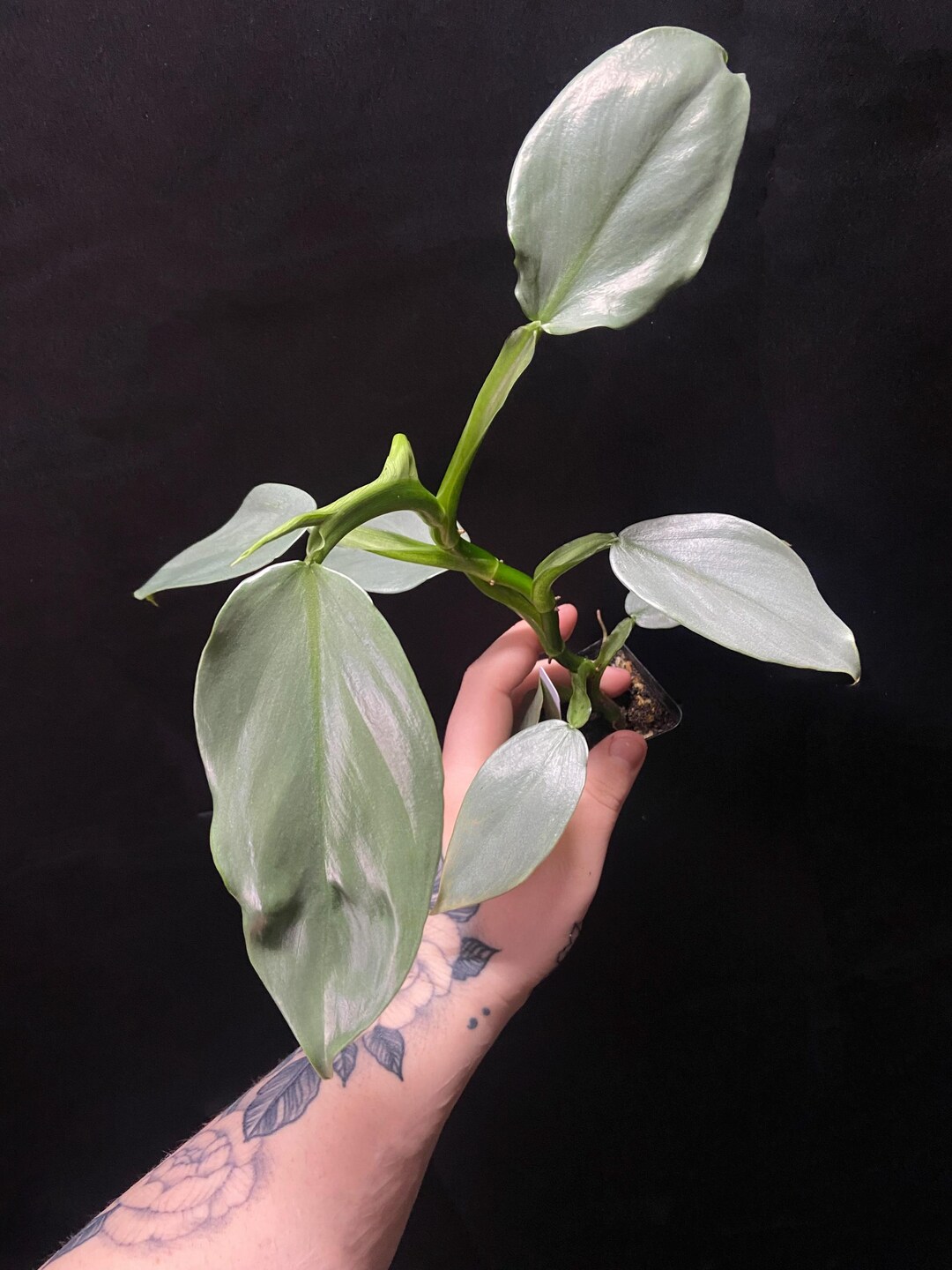 Philodendron Silver Sword Starter Plant - Etsy