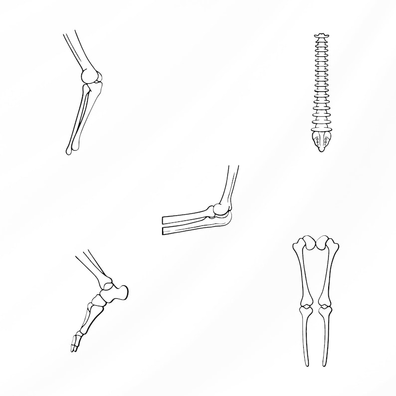 Human Skeleton Bones Svg Bundle, Human Bones Clipart for Cricut, Human ...