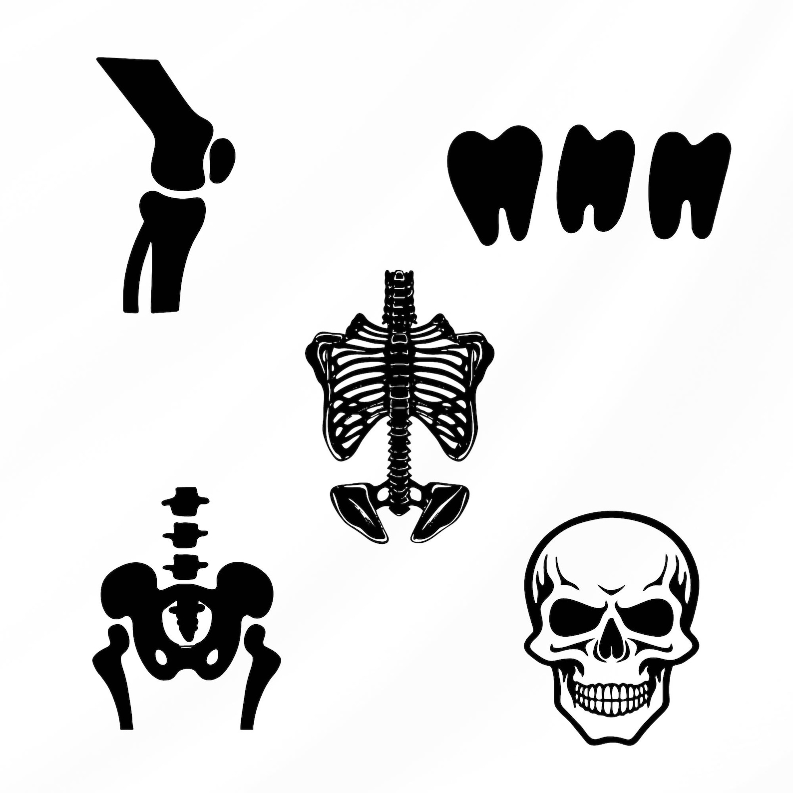 Human Skeleton Bones Svg Bundle, Human Bones Clipart for Cricut, Human ...