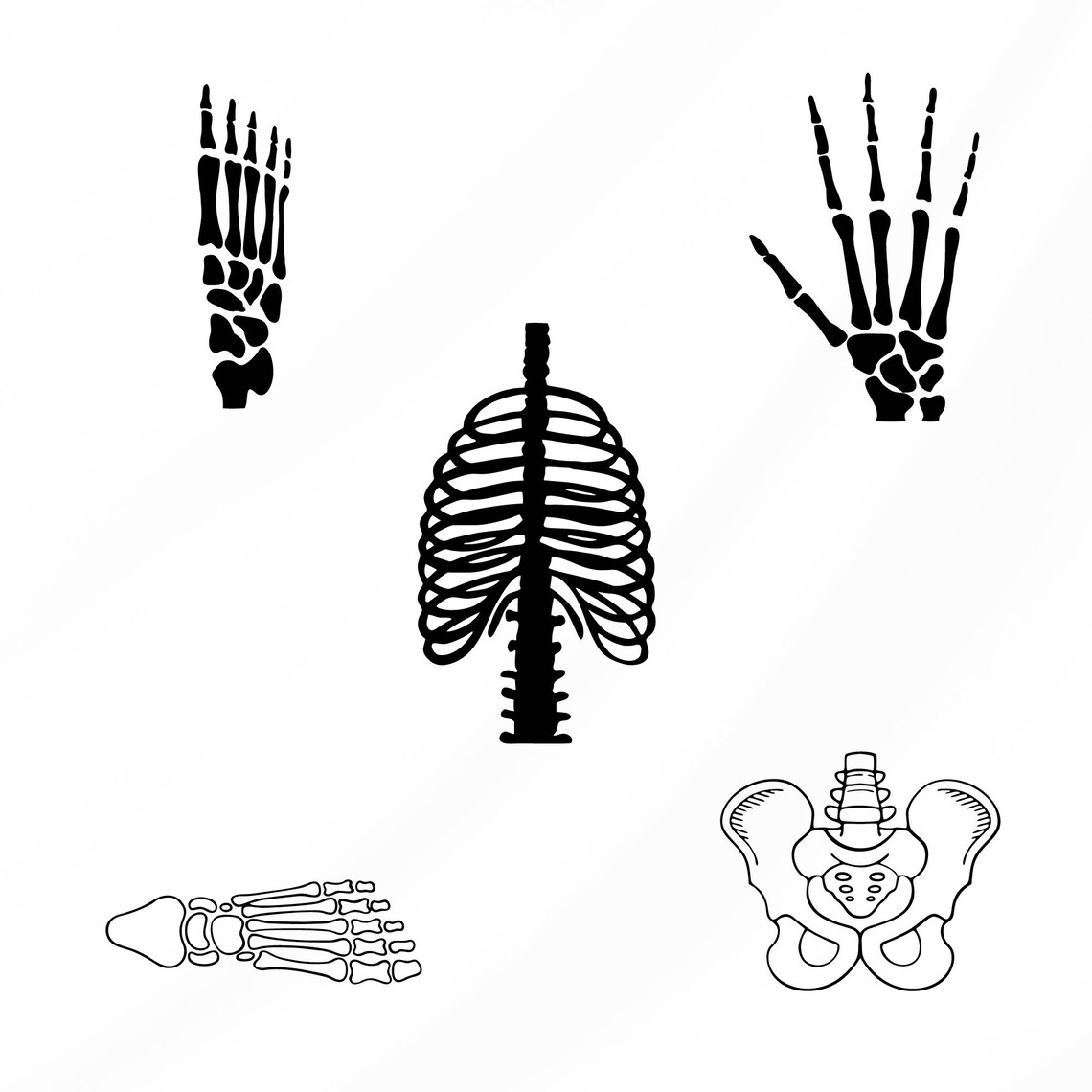 Human Skeleton Bones Svg Bundle, Human Bones Clipart for Cricut, Human ...