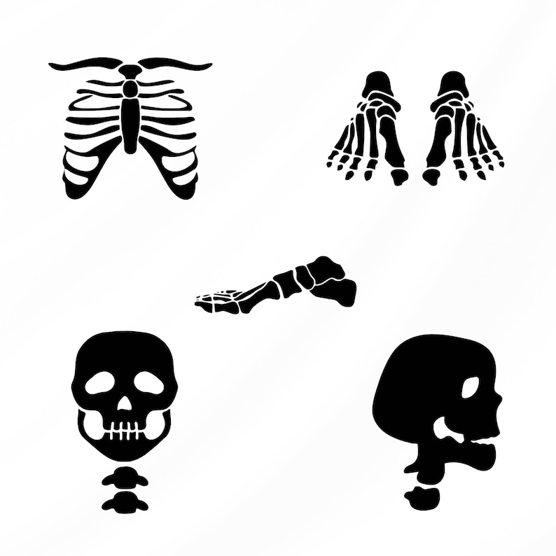 Human Skeleton Bones Svg Bundle, Human Bones Clipart for Cricut, Human ...