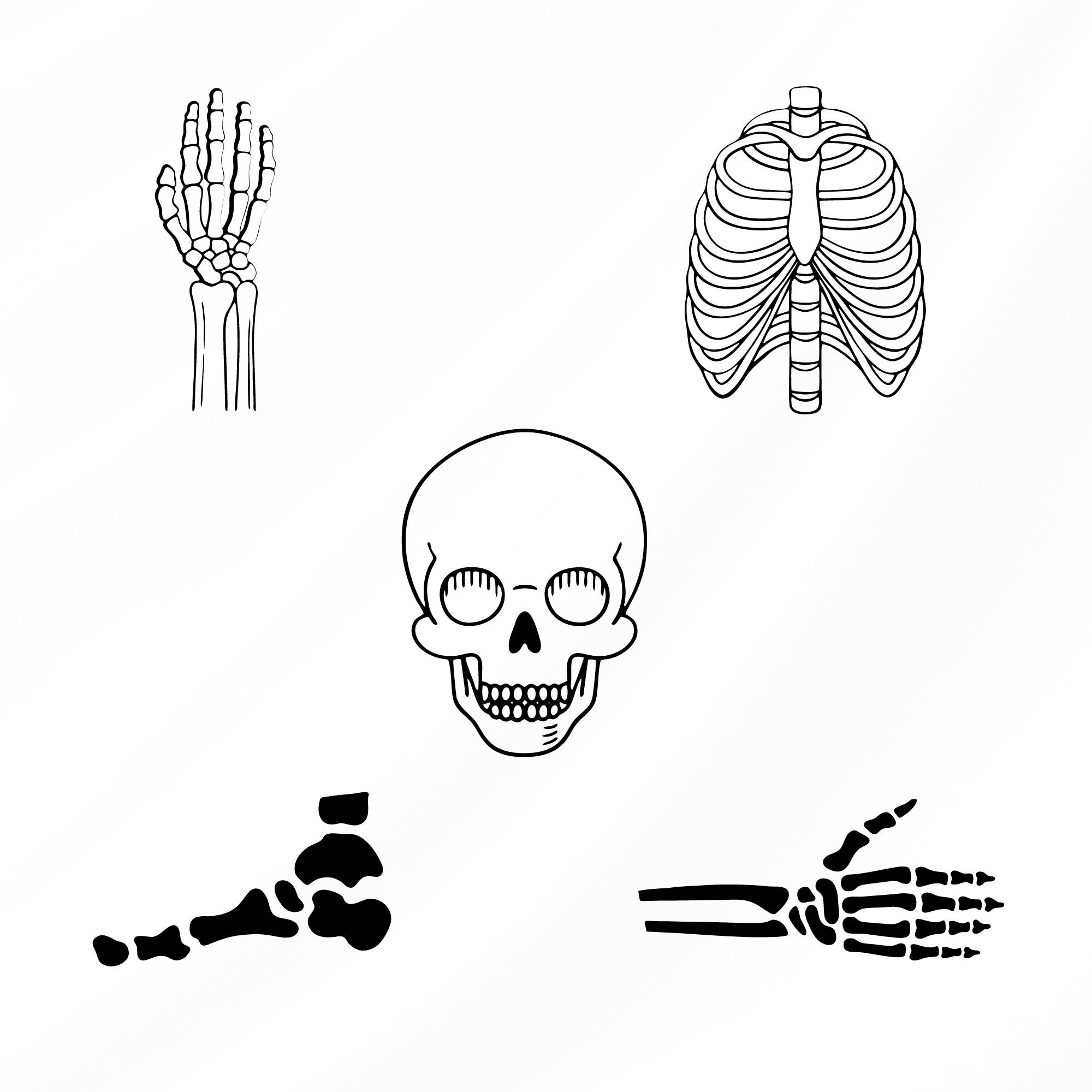 Human Skeleton Bones Svg Bundle, Human Bones Clipart for Cricut, Human ...