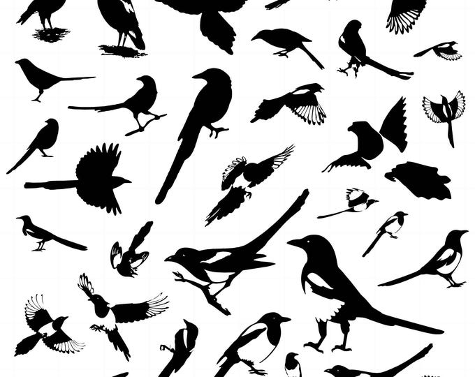 Magpie Watercolor Clipart 5 High Quality Pngs Digital Paper Crafting ...