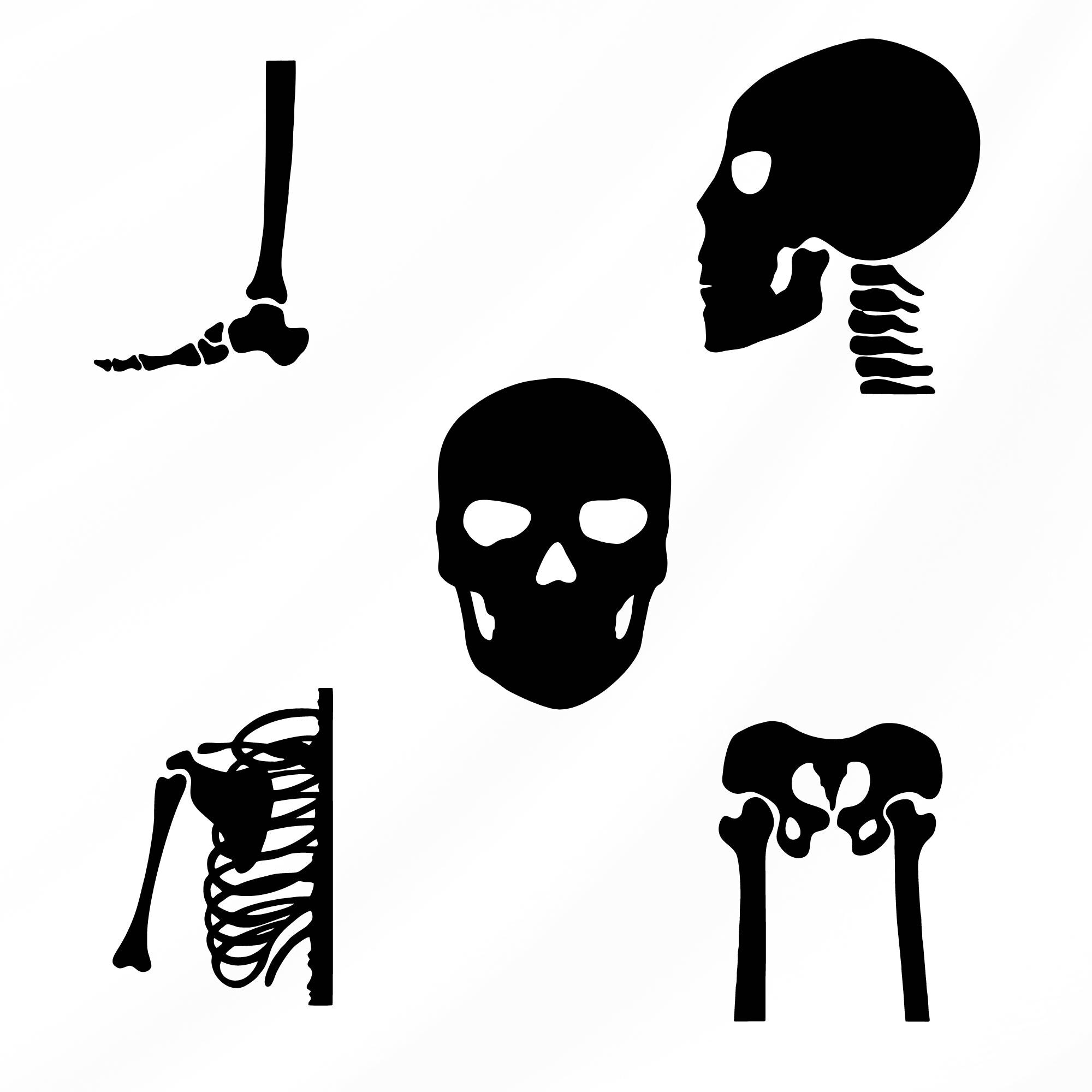Human Skeleton Bones Svg Bundle, Human Bones Clipart for Cricut, Human ...