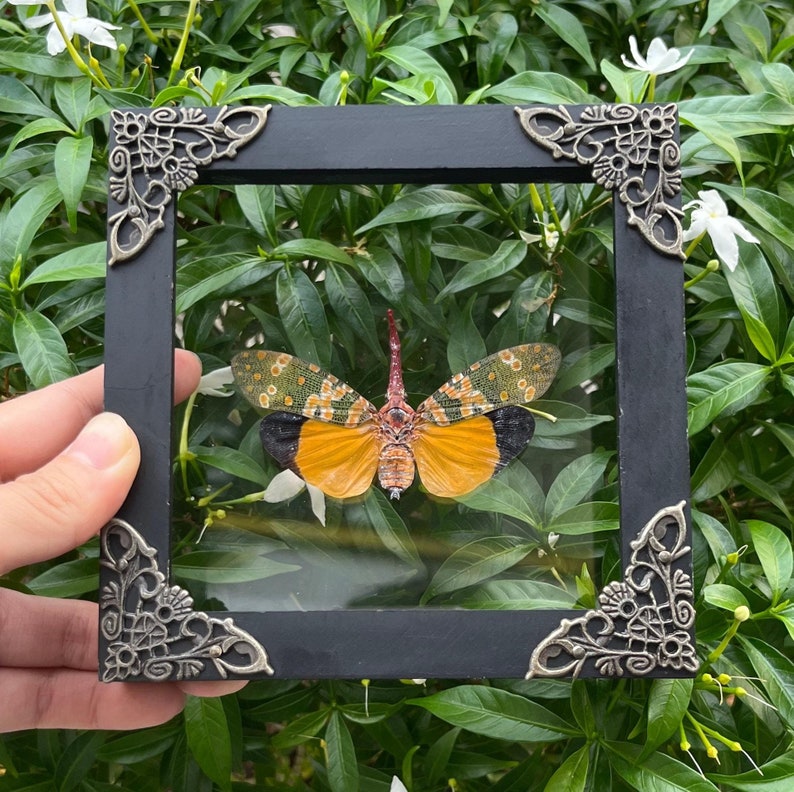 Gothic Art Real Lanternfly Framed Dried Insect Bug Taxidermy Shadow Box ...
