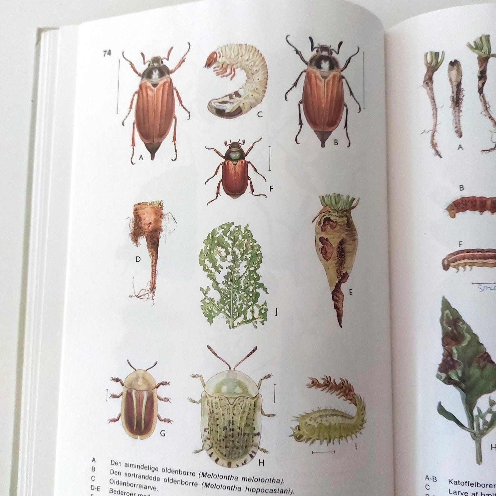 Vintage Danish Book | Diseases and Pests | Detailed Illustrations ...