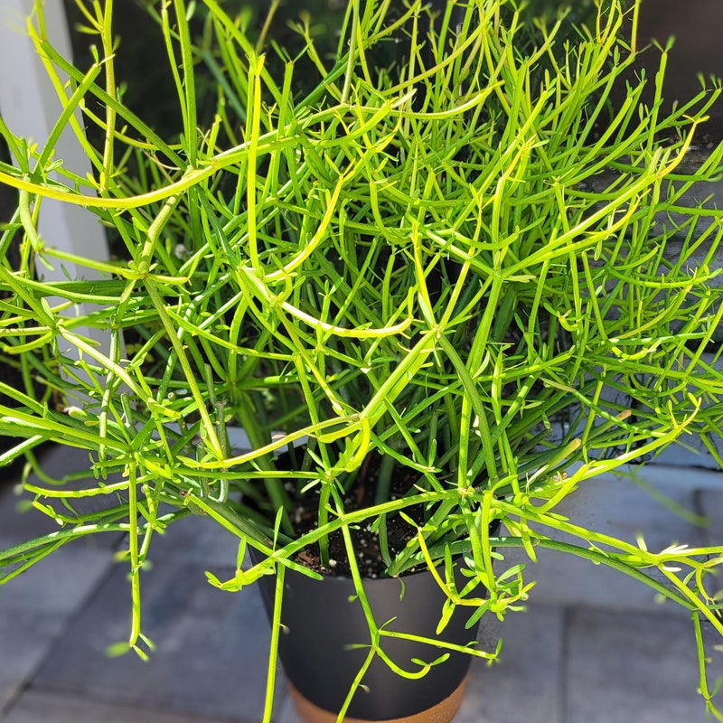 Pencil Cactus - Etsy