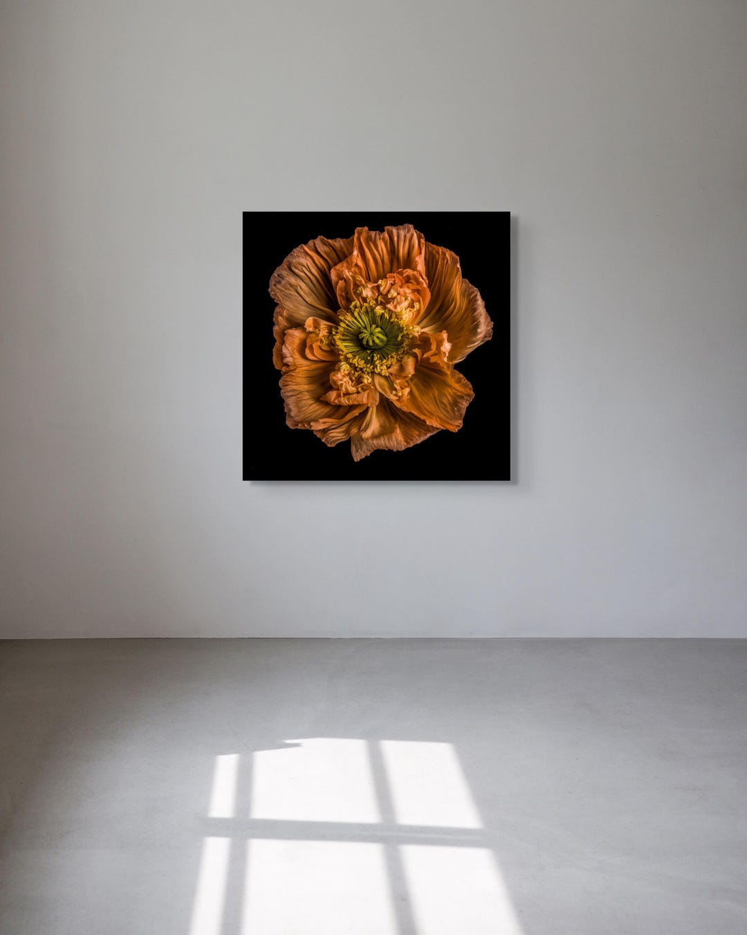 Iceland Poppy Photograph by Dale Grant – Signed Limited Edition Framed ...