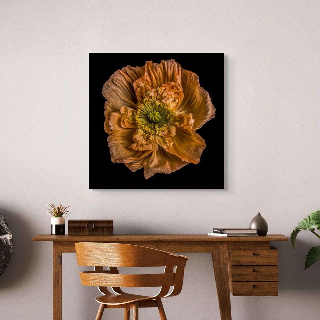 Iceland Poppy by Dale Grant – Fine Art Floral Metal Print | Limited ...