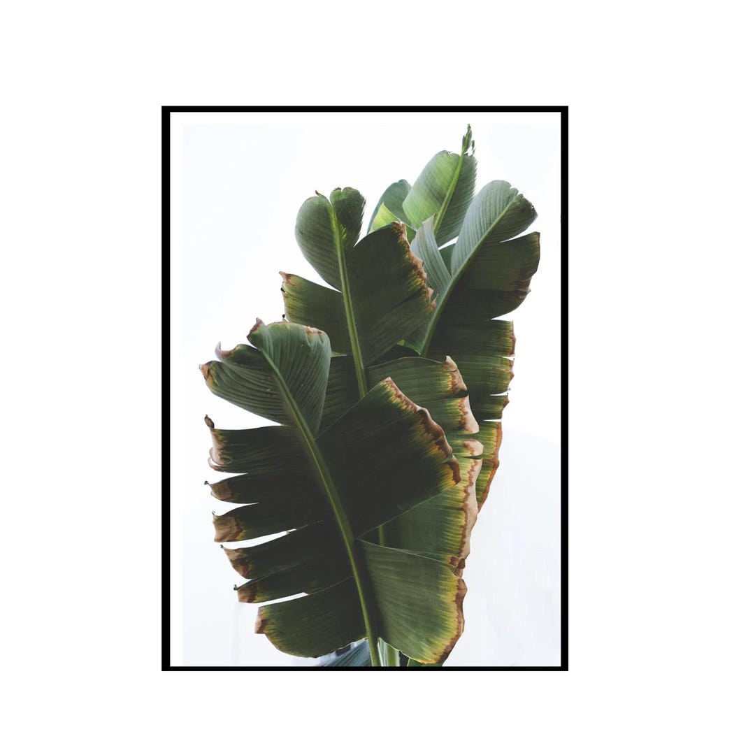 Minimalist Tropical Banana Green Leaf Botanical Floral Print Modern ...
