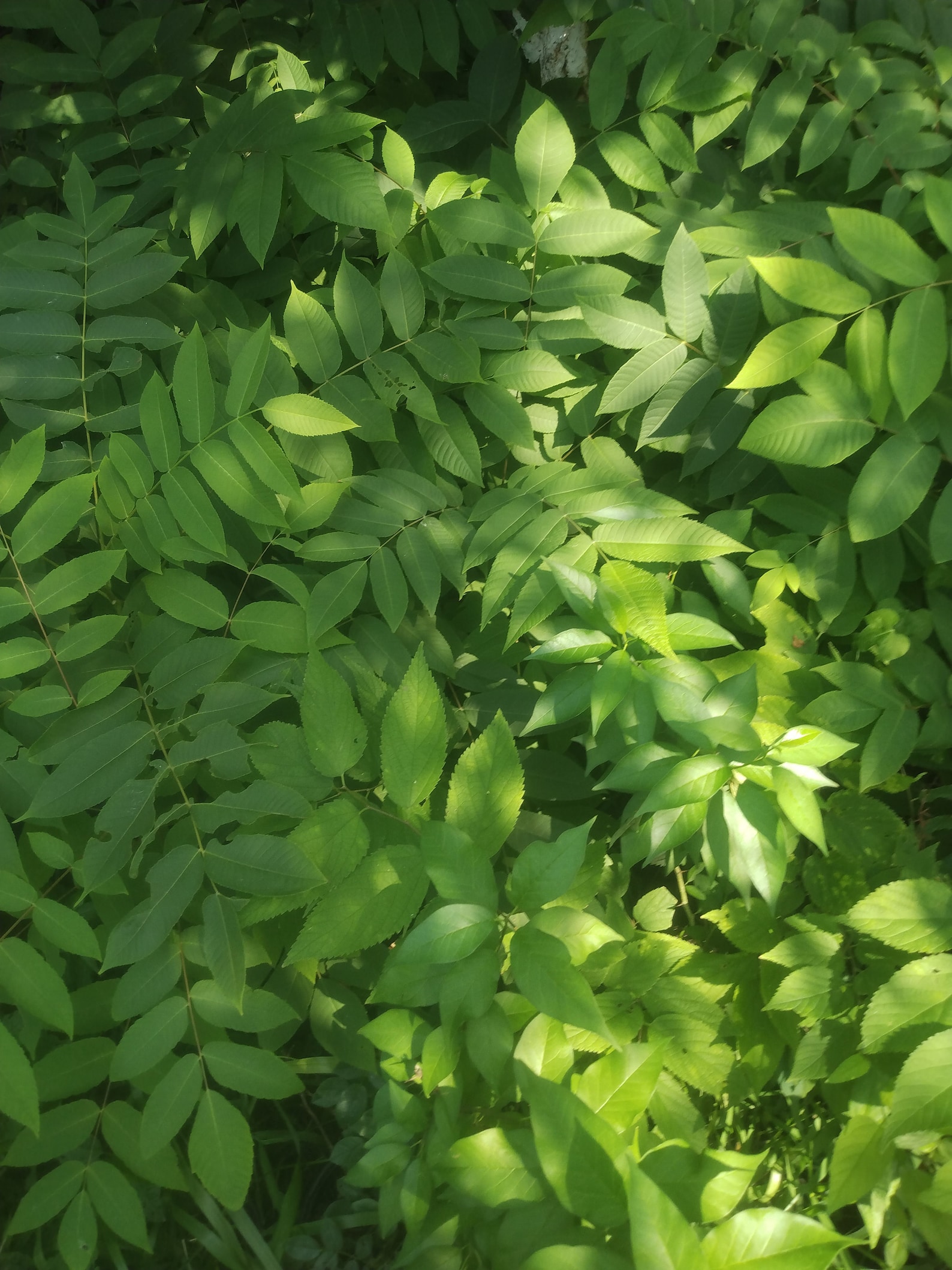 Paper Shell Pecan Trees This Item is a Large Size Stem and Stock up to ...