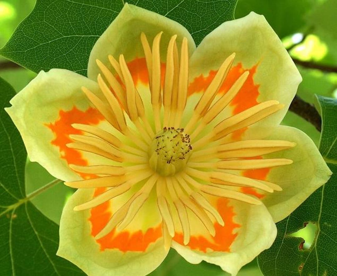 Tulip Trees up to 3 Ft Tall Well Rooted Tree - Etsy