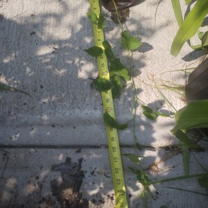 Raspberry Plants - Etsy