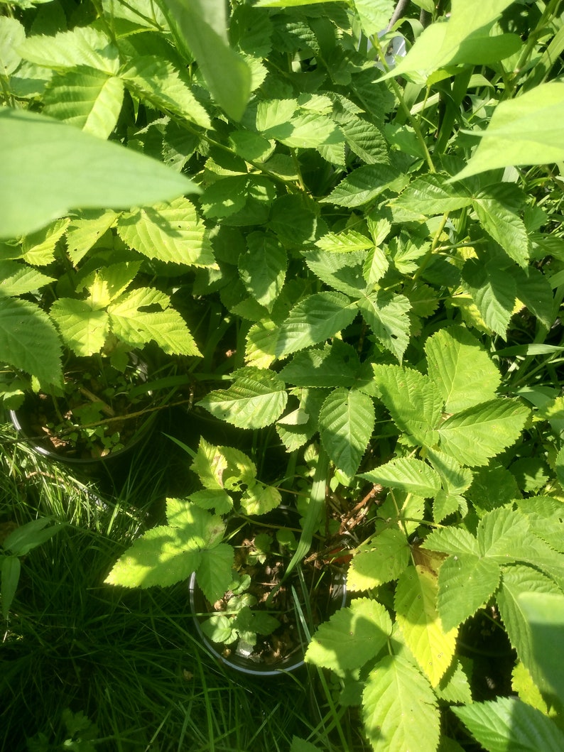 Raspberry Plants - Etsy