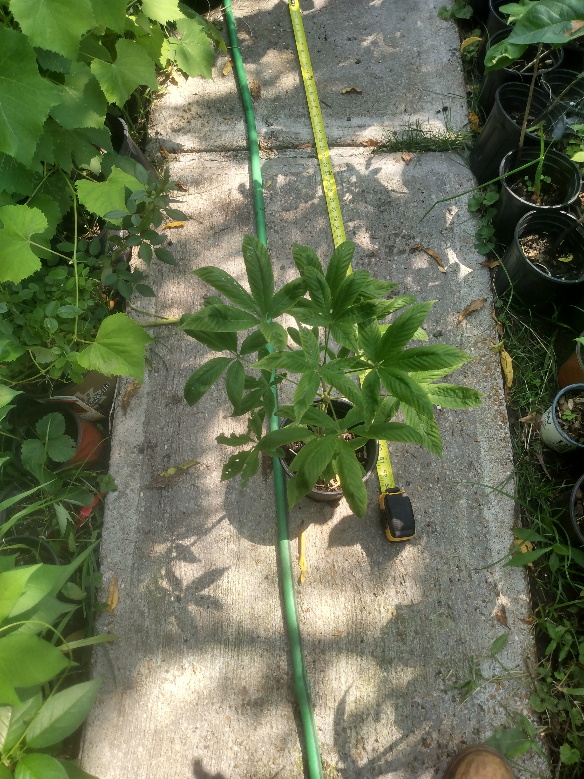 Red or Yellow Buckeye up to 3 Ft Tall This Item is a Large Size Stem ...