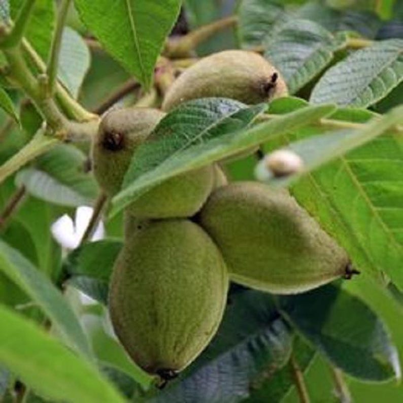 Paper Shell Pecan Trees This Item is a Large Size Stem and Stock up to ...