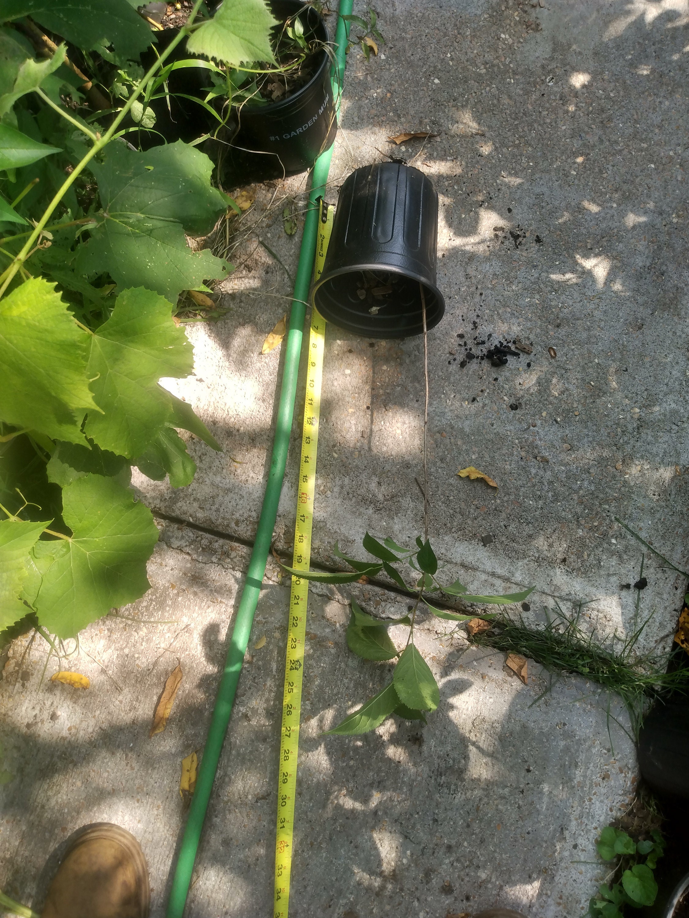 Your Choice of Prok, American, Fuji Persimmon up to 1.5 Ft Tall - Etsy