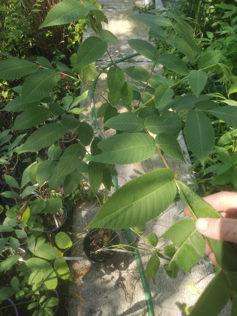 Paper Shell Pecan Trees This Item is a Large Size Stem and Stock up to ...