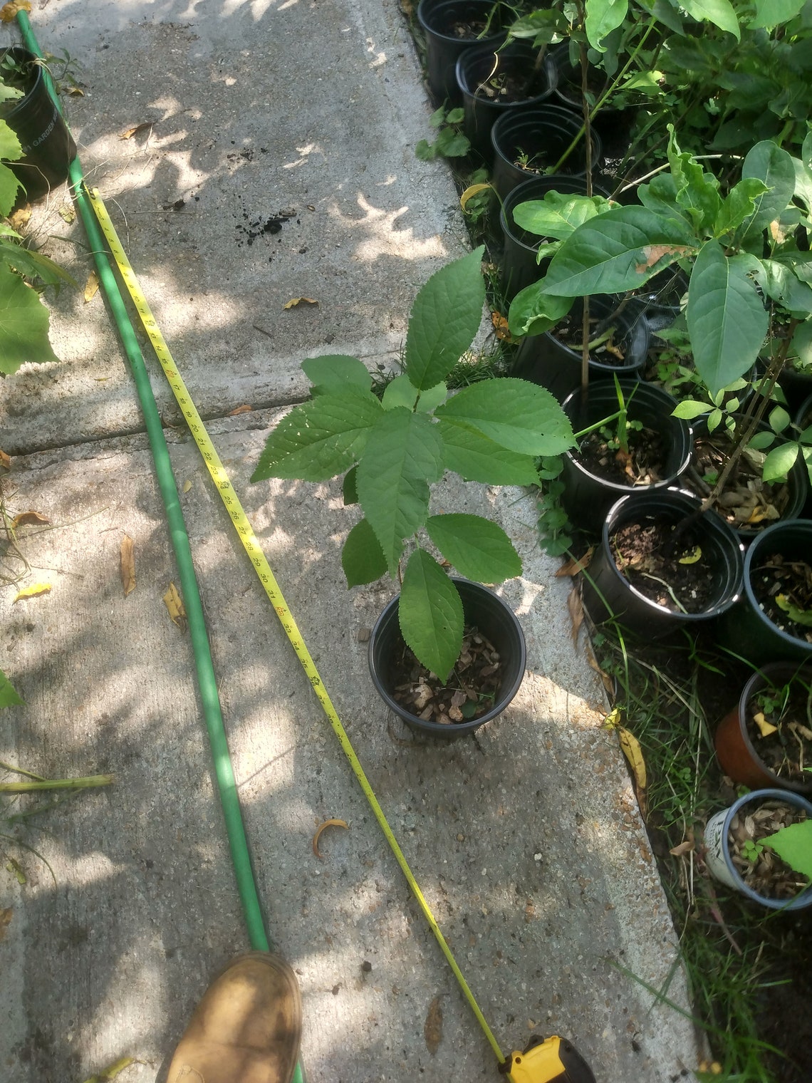 Your Choice of Prok, American, Fuji Persimmon up to 1.5 Ft Tall - Etsy