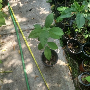 Your Choice of Prok, American, Fuji Persimmon up to 1.5 Ft Tall - Etsy