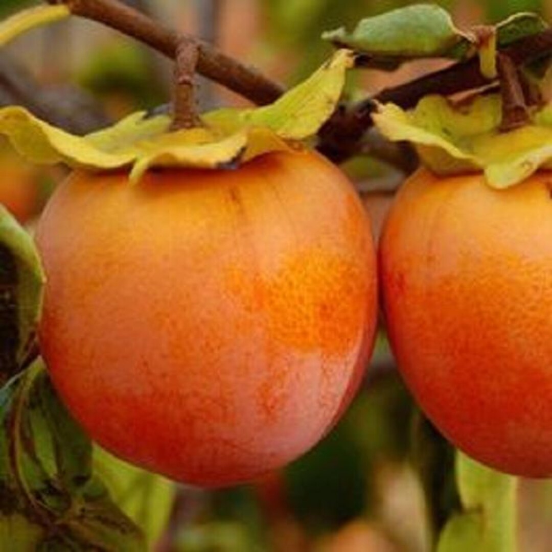 Your Choice of Prok, American, Fuji Persimmon up to 1.5 Ft Tall - Etsy
