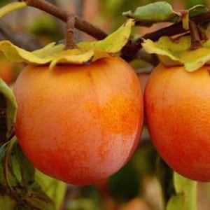 Your Choice of Prok, American, Fuji Persimmon up to 1.5 Ft Tall - Etsy