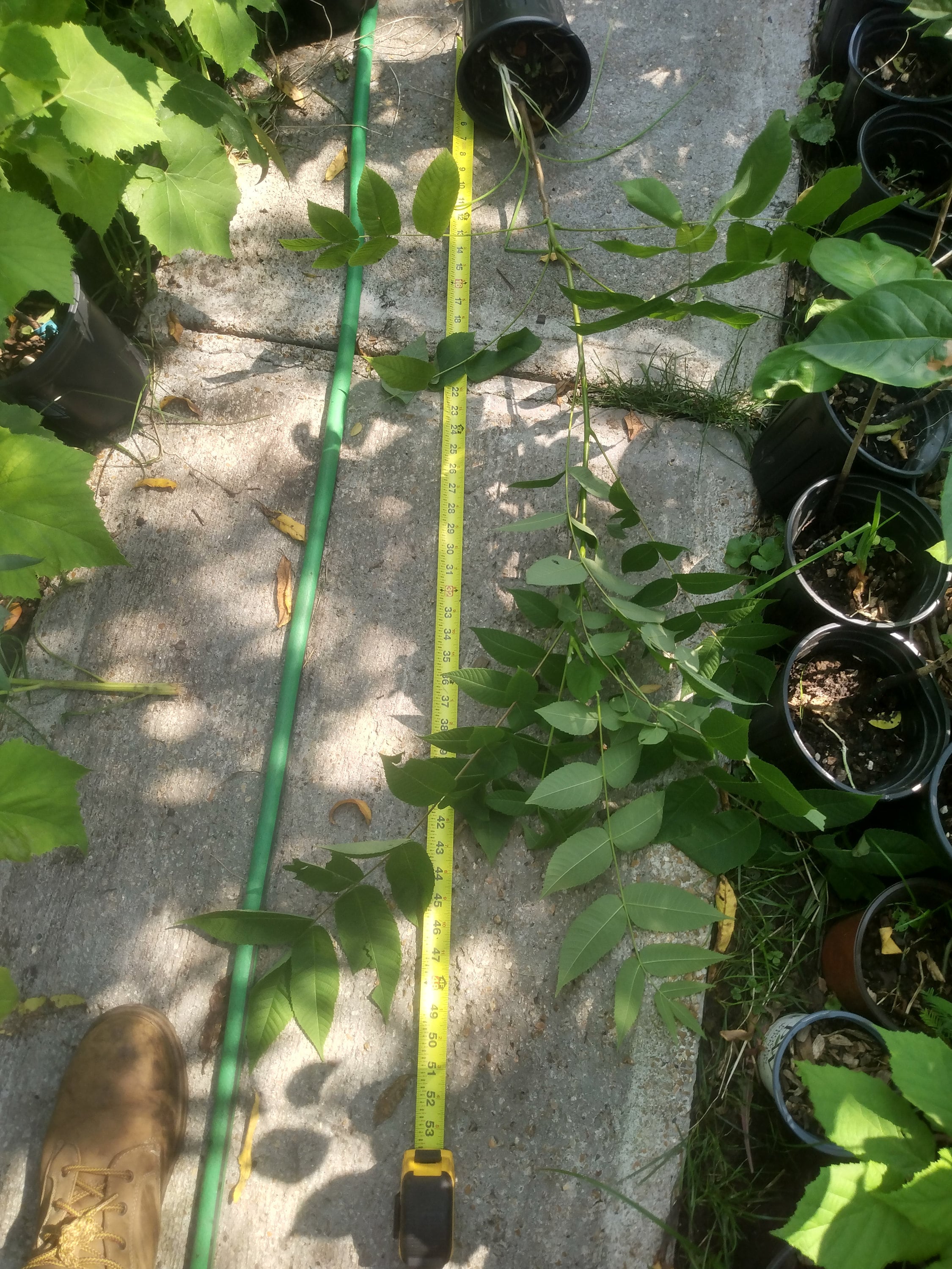 Paper Shell Pecan Trees This Item is a Large Size Stem and Stock up to ...