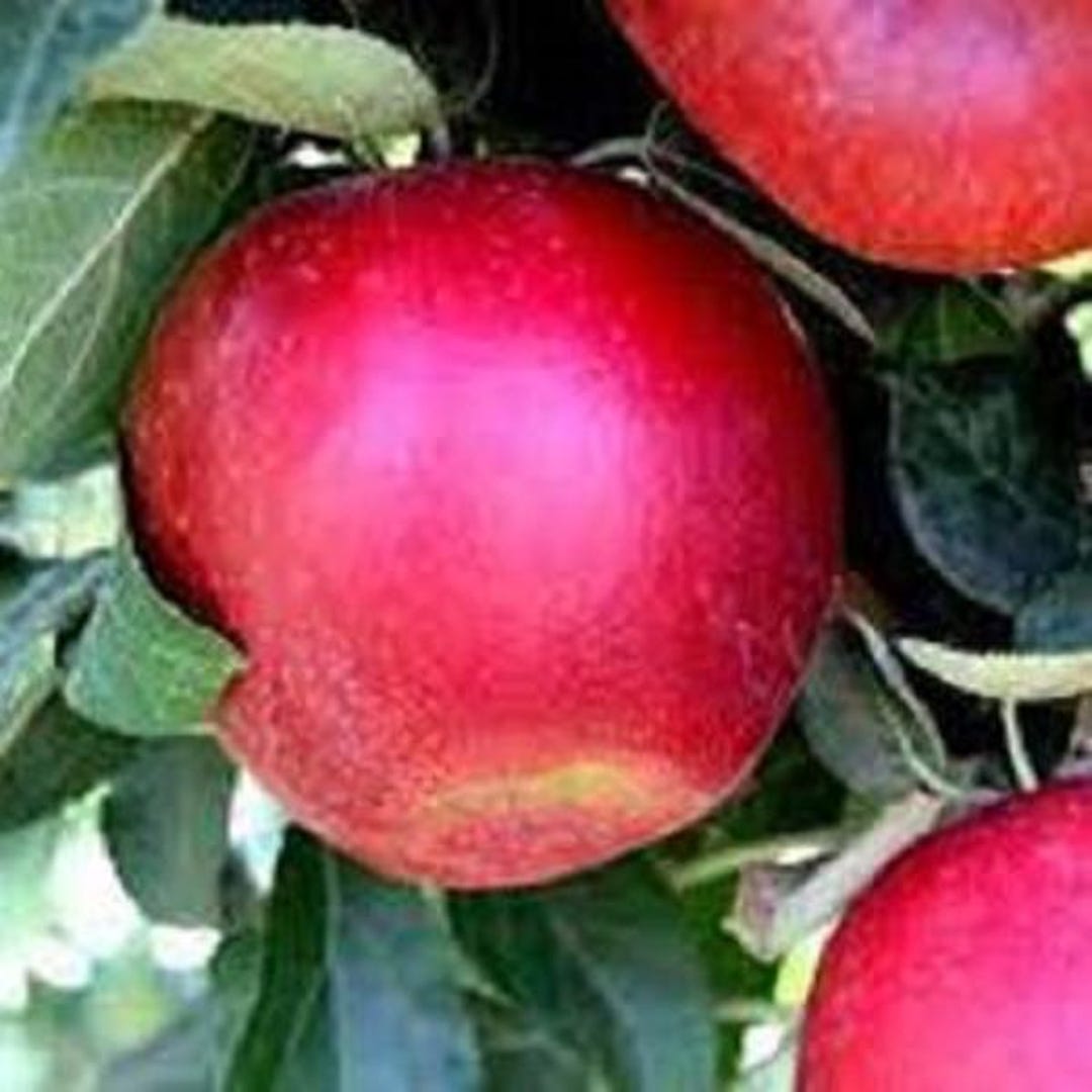 Apple Trees up to 3 Ft Tall - Etsy