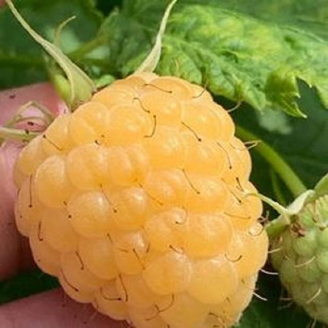 Raspberry Plants - Etsy